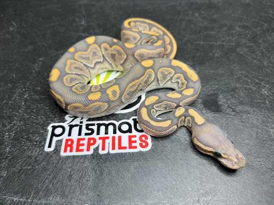 Black Pastel Hypo Het Puzzle Ball Python by Prismatic Reptiles