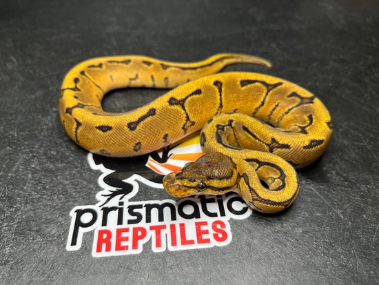 Super OD (YB) Pinstripe Ball Python by Prismatic Reptiles