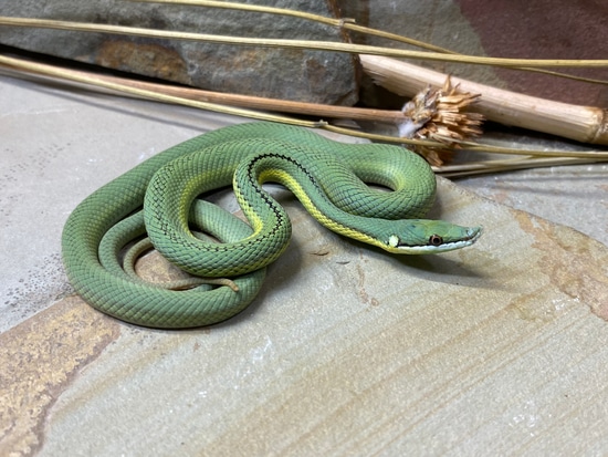 Green Baron's Racer (Blue X Green) More Colubrid by Prismatic Reptiles