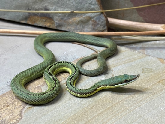 Green Baron's Racer (Blue X Green) More Colubrid by Prismatic Reptiles