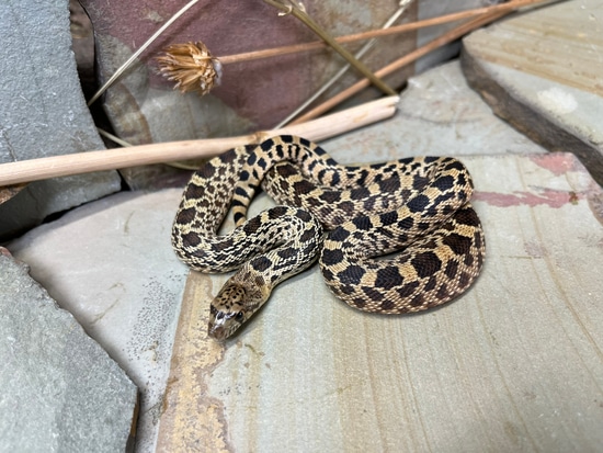 Triple Het Hypo Patternless White-Sided 66% Het Snow Bullsnake by ...