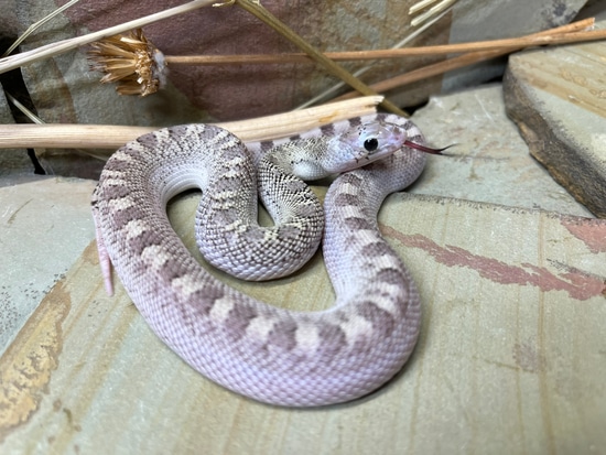 White-Sided Het Hypo Patternless 66% Het Snow Bullsnake by Prismatic ...