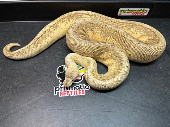 Proven Female Dragonfly Het VPI Axanthic Ball Python by Prismatic Reptiles