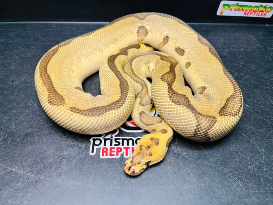 RTB Enchi Leopard Fire Clown Ball Python by Prismatic Reptiles