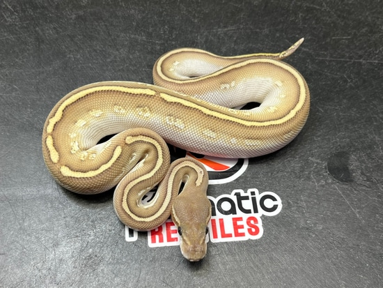 YB/Specter Grizzly Soul Sucker Het Clown Ball Python by Prismatic Reptiles