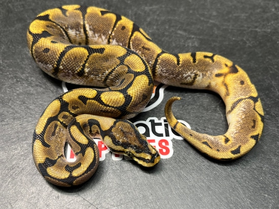Mahogany Spider (Mojave) Het Pied Ball Python by Prismatic Reptiles