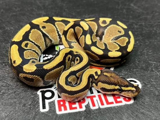 Fire Poss Enchi YB GeneX Het Hypo 50% Het Pied Ball Python by Prismatic ...