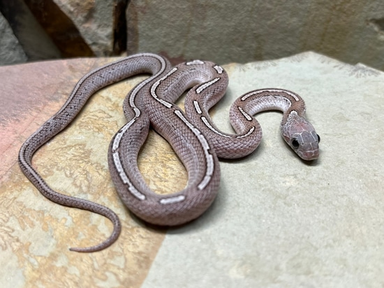 Hypo Motley Pied-Sided Granite Tessera Het Charcoal Corn Snake by ...