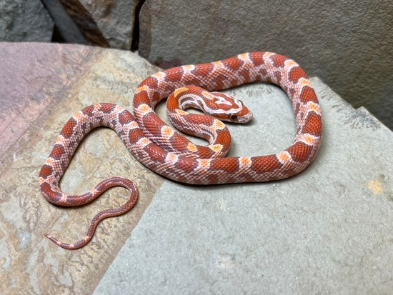 Ultramel Possible Bright 66% TH Charcoal Anery Hypo Corn Snake by ...