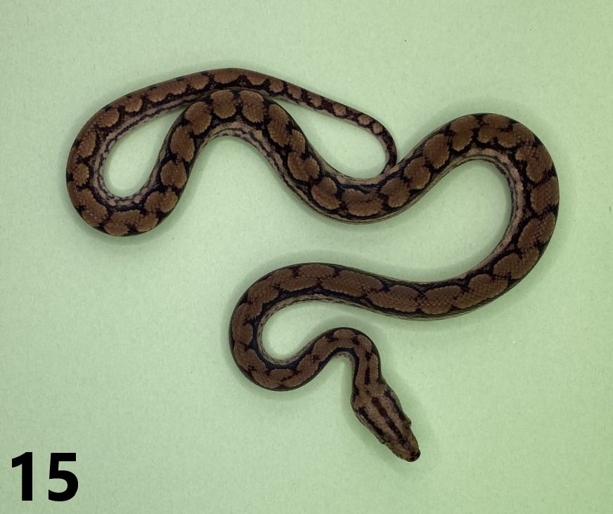 Normal Pos DH Albino (Outback) And Leucistic Colombian Rainbow Boa by ...