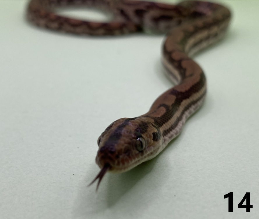 Normal Pos DH Albino (Outback) And Leucistic Colombian Rainbow Boa by ...