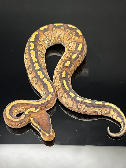 Yellow Belly Paint Ball Python by Privada Exotics