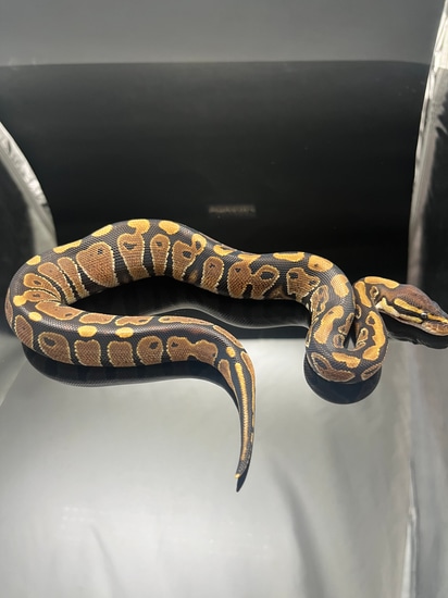 Lace Het Paint Ball Python by Privada Exotics