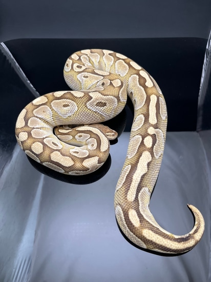Butter Het Puzzle Ball Python by Privada Exotics