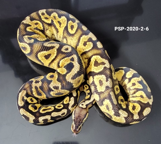 Pastel YB Lace Ball Python by Private Sector Pythons