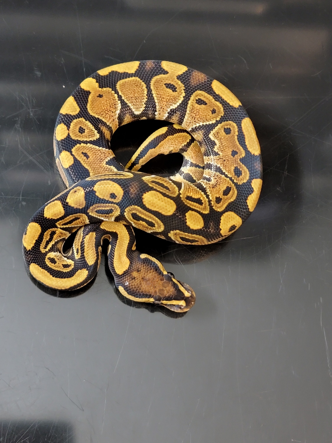 Lace Ball Python by Private Sector Pythons - MorphMarket