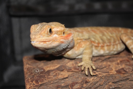 Translucent Het Hypo Het Zero Male Central Bearded Dragon by PB&J Exotics