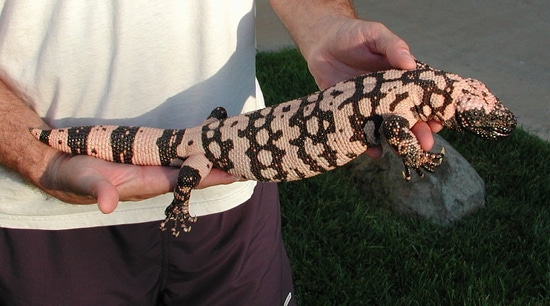 Utah Banded Gila Monster by Professional Breeders - Gila Monsters - www ...