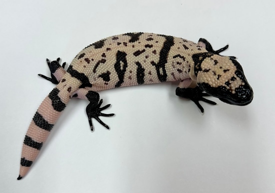 Yr2023 Utah Banded Gila Monster (B12_B_2023) by Professional Breeders ...