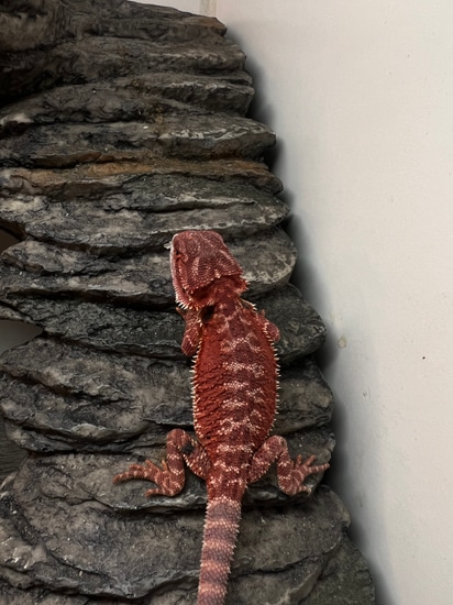 Red Monster Central Bearded Dragon by Prodigy.Reptiles