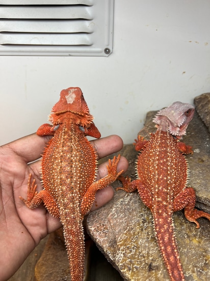 Hypo G-Stripe Dunner Red Monster Central Bearded Dragon by Prodigy_Dragons