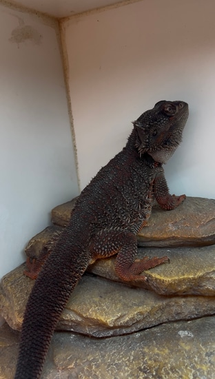 Extreme Paradox Red Monster Central Bearded Dragon by Prodigy.Reptiles