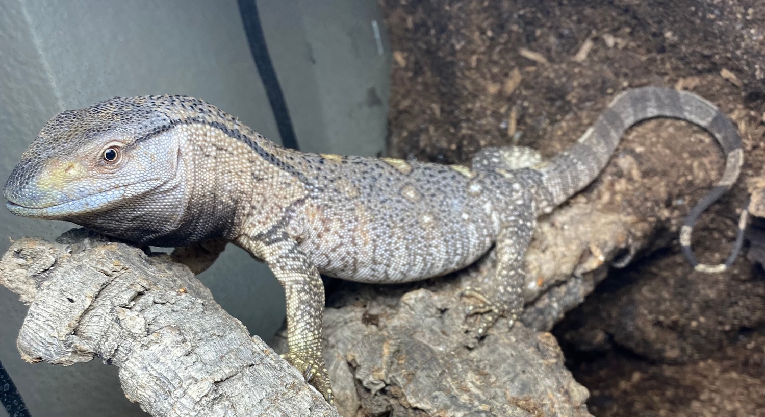 Black Throat Monitor Black-Throated Monitor by Progen Reptiles ...
