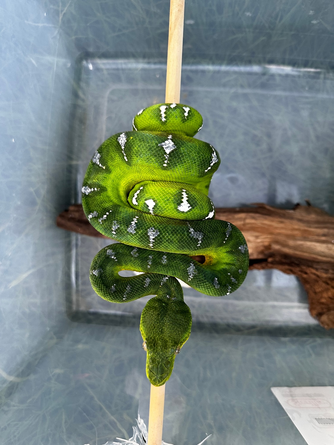 Emerald Tree Boas Well Established Various Sizes And Ages Northern ...