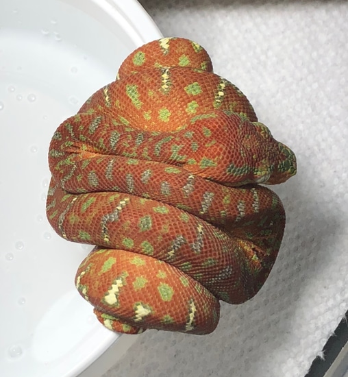 CBB Northern Emerald Tree Boas by Pro Herps