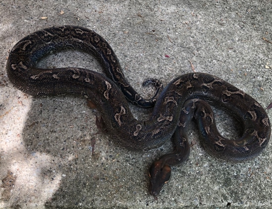 Sonoran Leopard Boa Boa Constrictor by Pro Herps