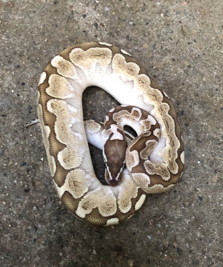 Bamboo Ball Python by Pro Herps