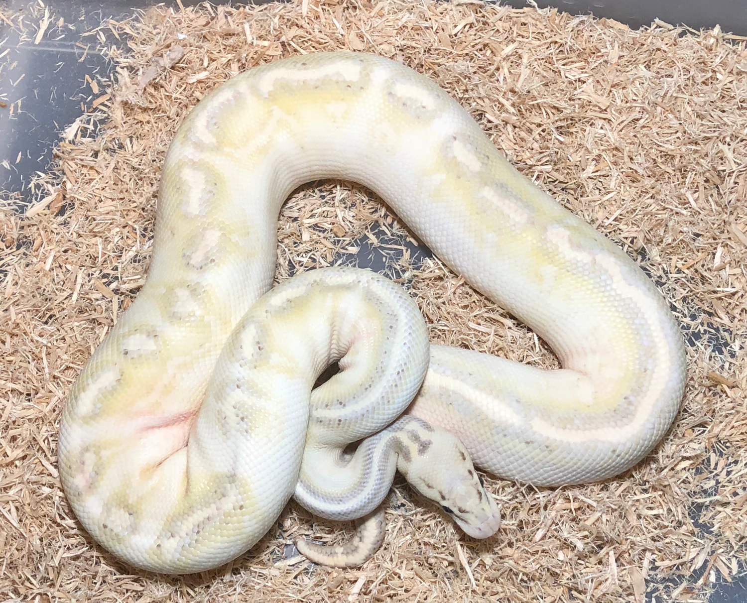 Pastel Highway Ball Python by Pro Herps - MorphMarket