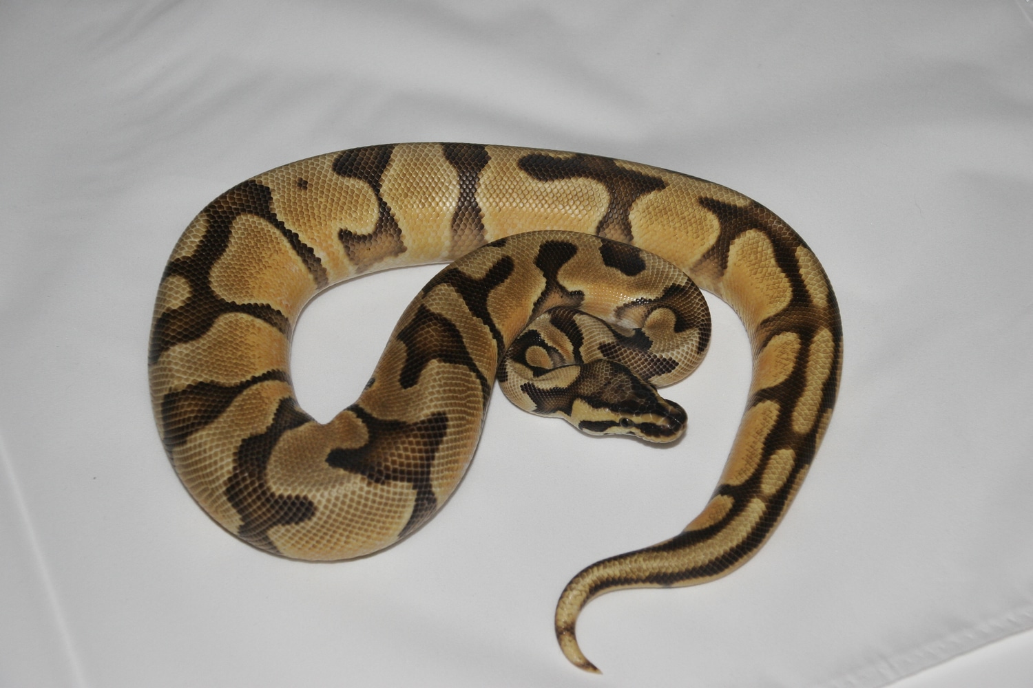 Pastel Enchi Orange Dream Het Ghost Ball Python by Pro Herps - MorphMarket