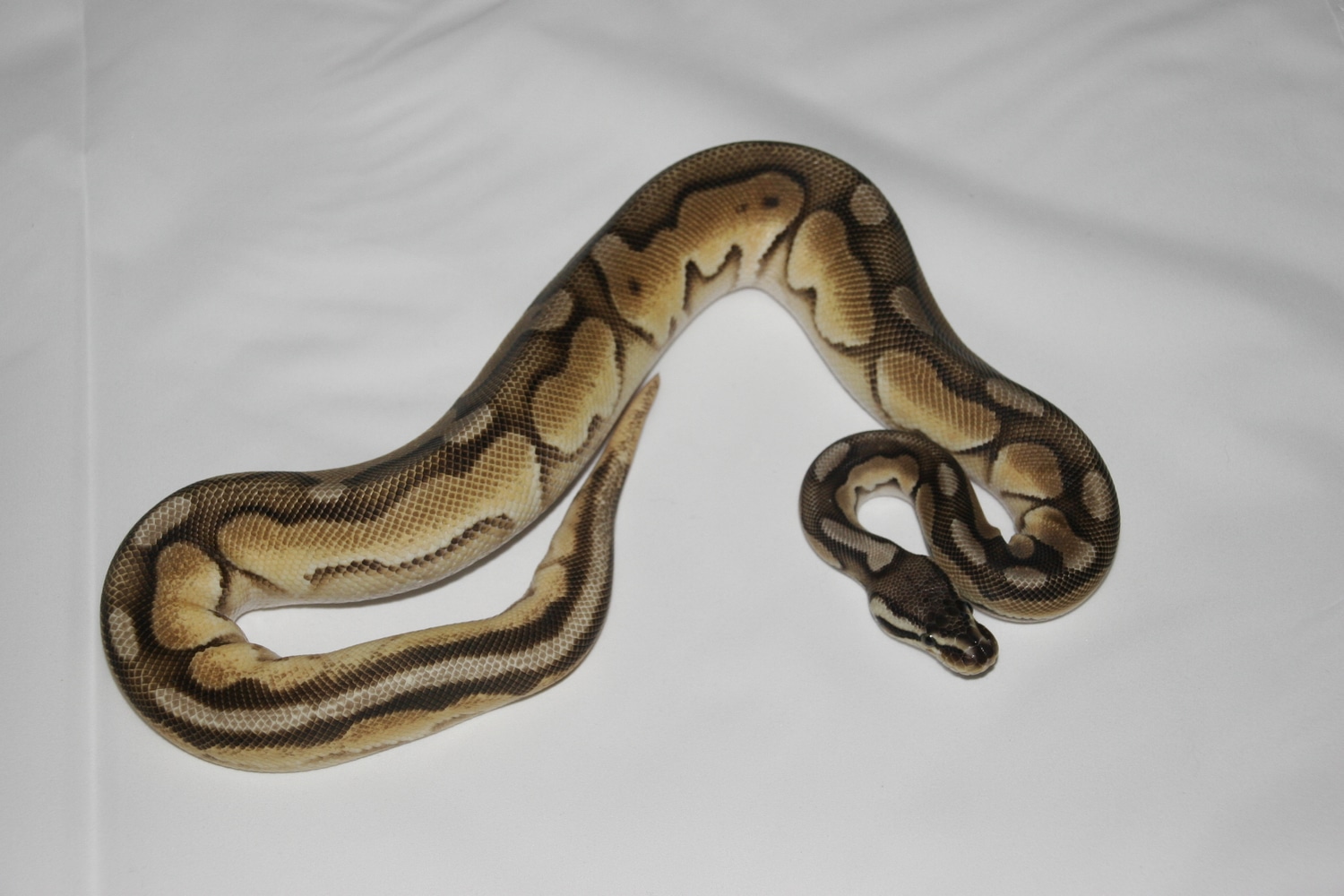 Black Pewter Orange Dream Enchi Ball Python by Pro Herps - MorphMarket