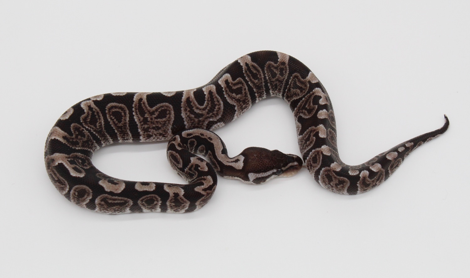 GHI SK Axanthic 66% Het Lavender Albino Ball Python by Pro Herps ...