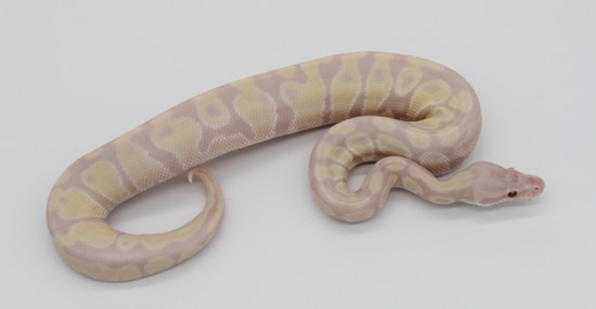 TSK Lavender Snow Ball Python by Pro Herps
