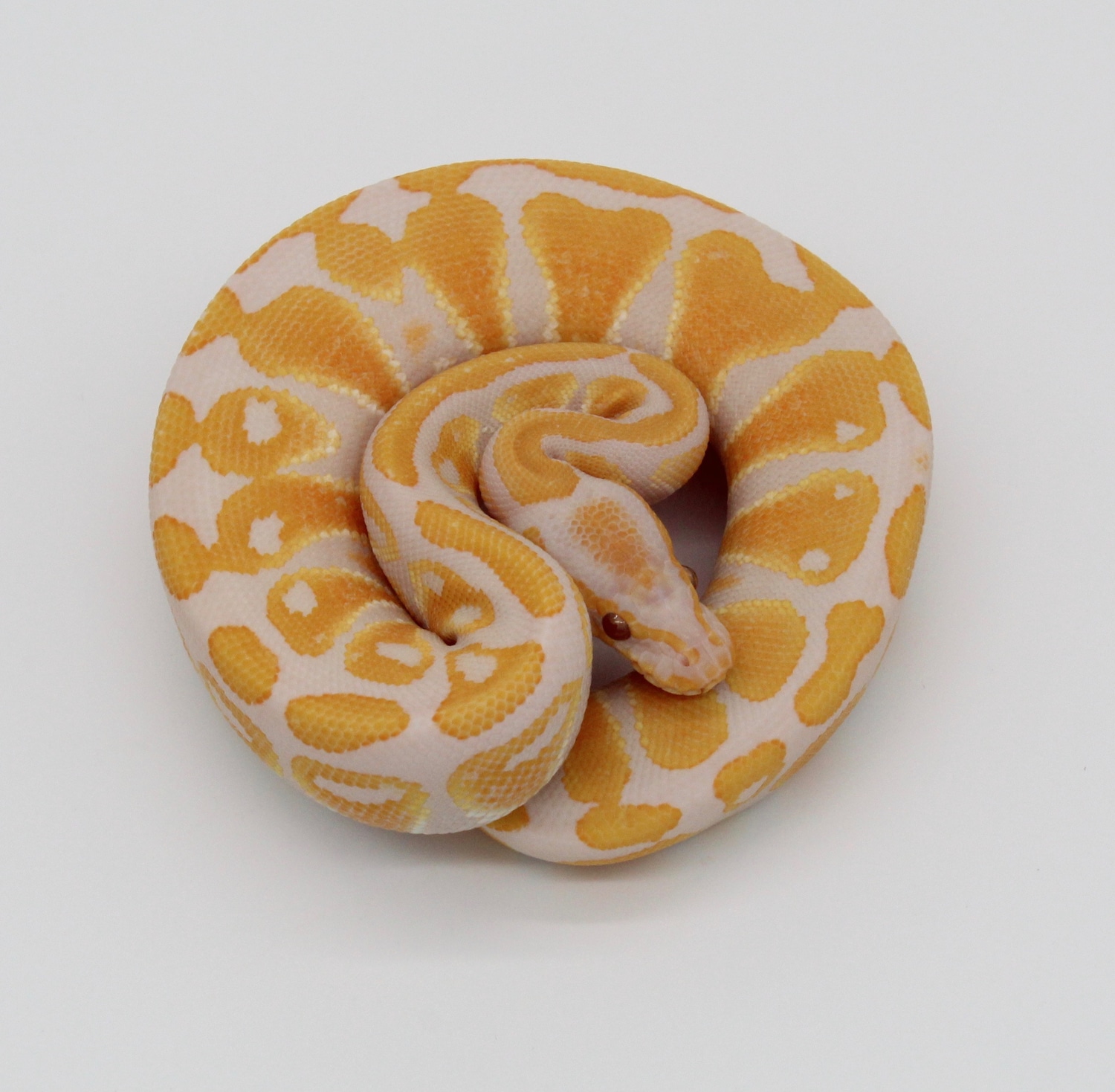 Lavender Albino Het TSK Axanthic Ball Python by Pro Herps - MorphMarket