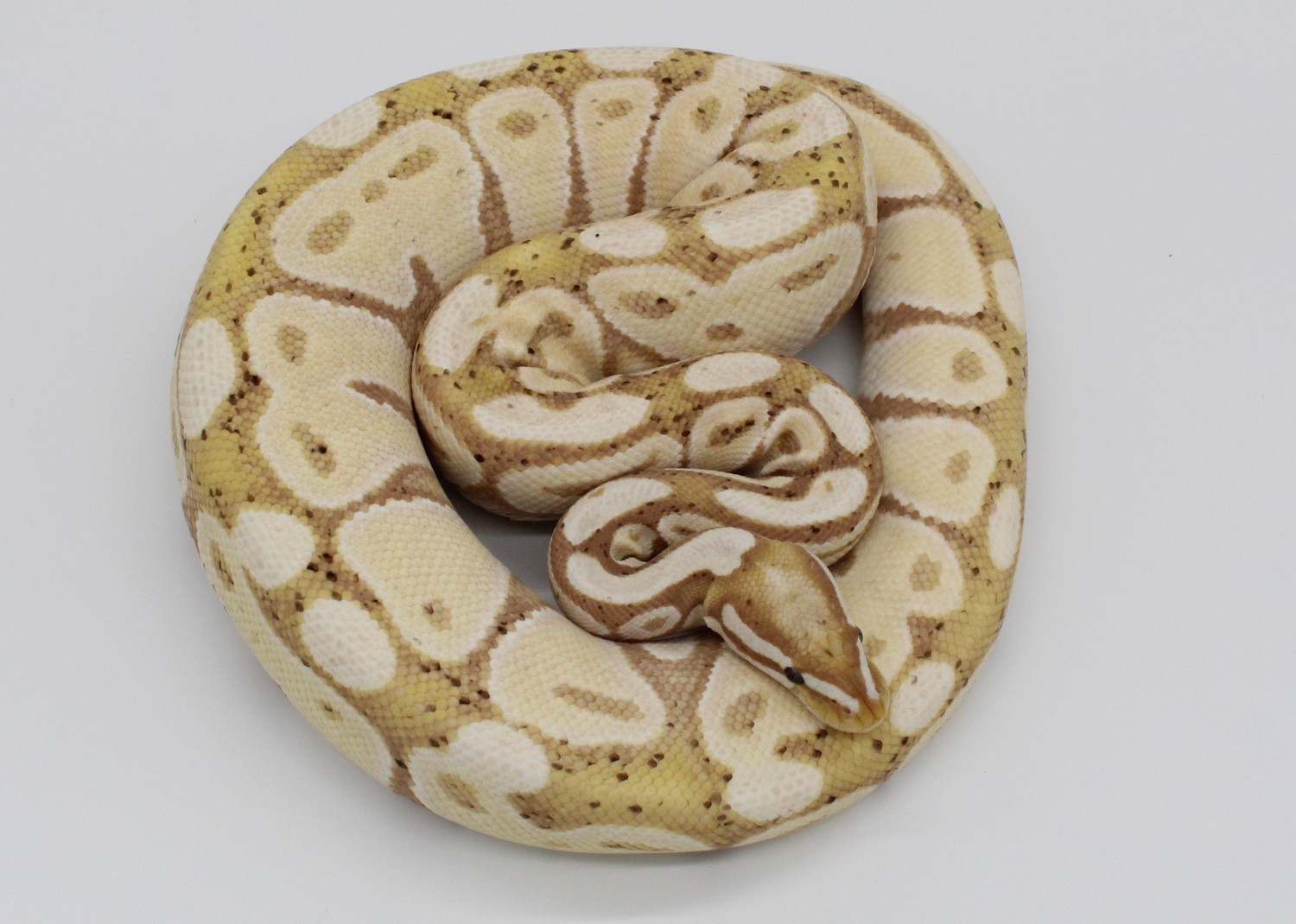 Banana VPI Axanthic Ball Python by Pro Herps - MorphMarket