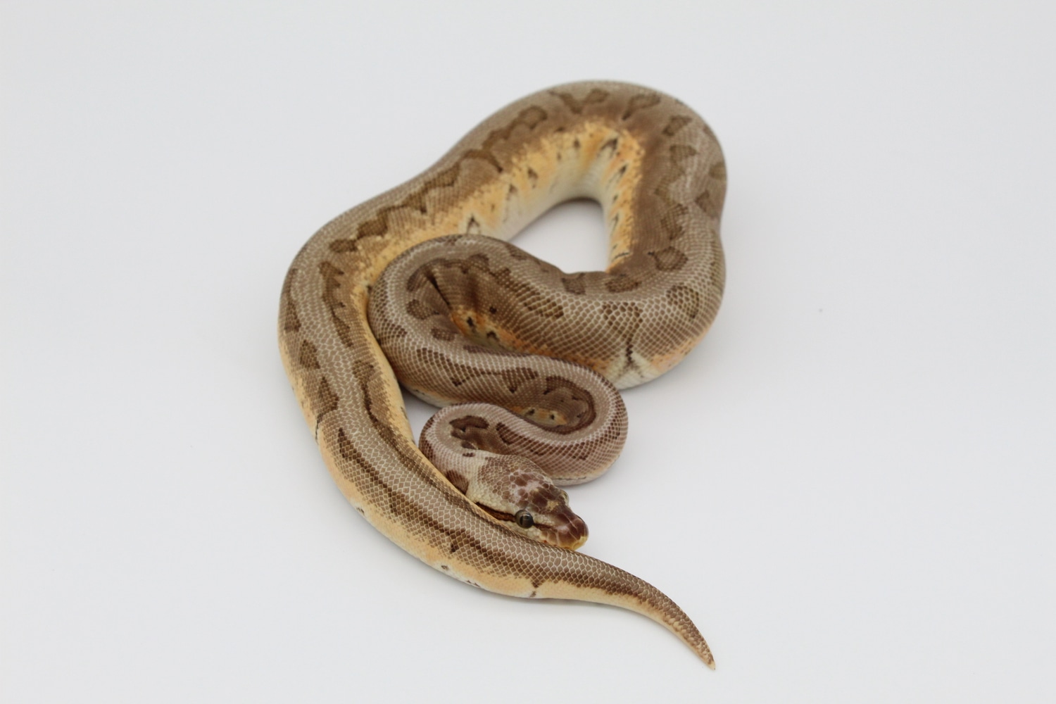 Enchi Pewter Pinstripe Scalelesshead Ball Python by Pro Herps - MorphMarket