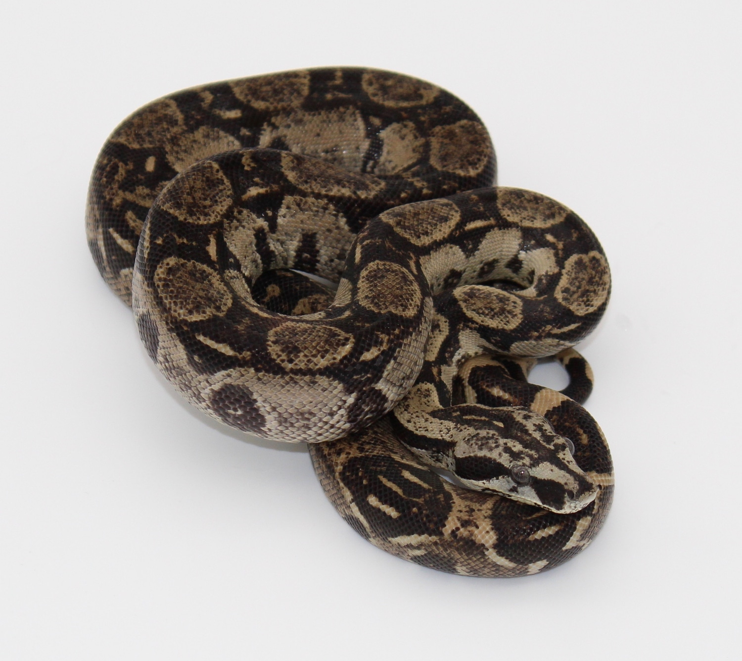 Pair Peruvian Long-tailed Boa Constrictor by Pro Herps - MorphMarket