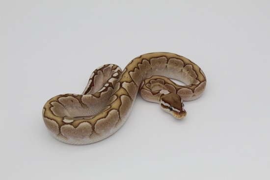 Bamboo Het Ultramel Ball Python by Pro Herps