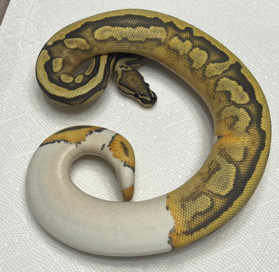Hypo Pied Ball Python by Pro Herps