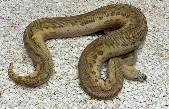 Pastel Lesser Leopard Clown Ball Python by Pro Herps