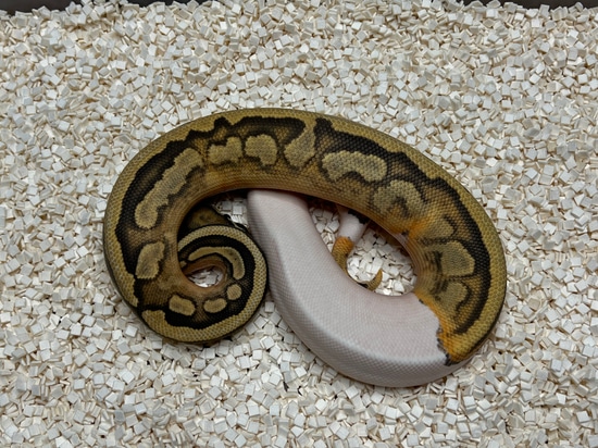 Hypo Pied Ball Python by Pro Herps