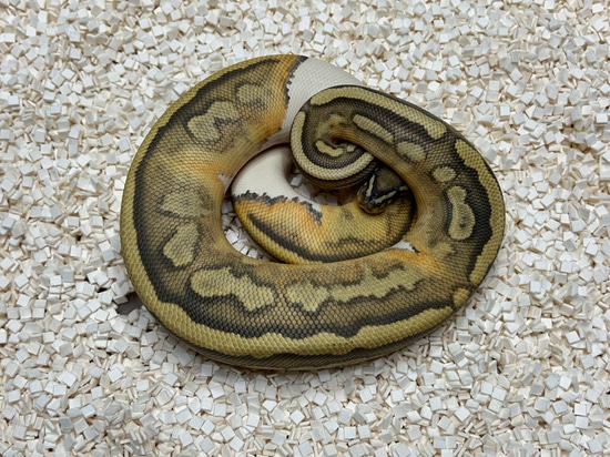 Hypo Pied Ball Python by Pro Herps