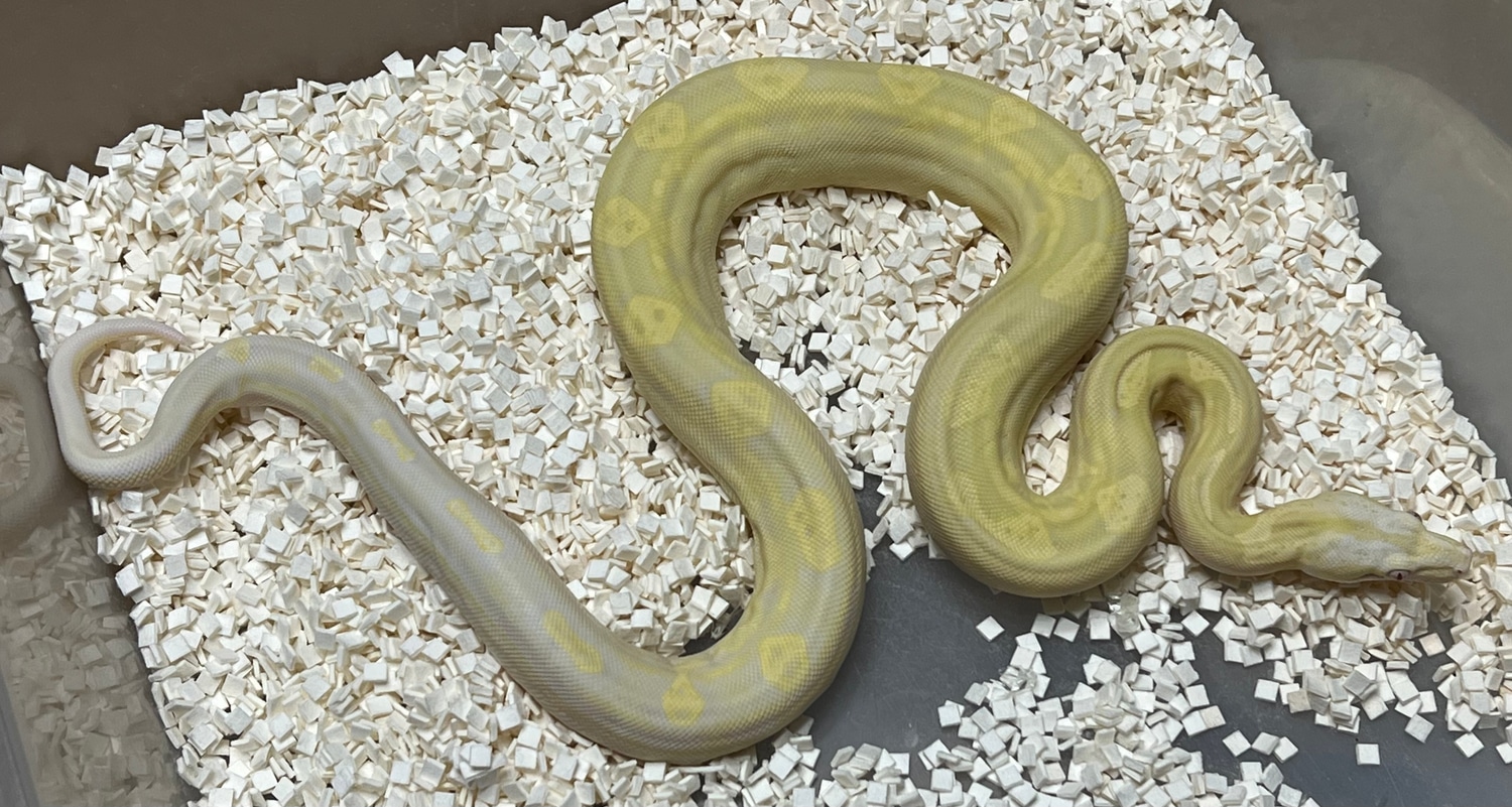 Snow Motley Boa Constrictor by Pro Herps - MorphMarket