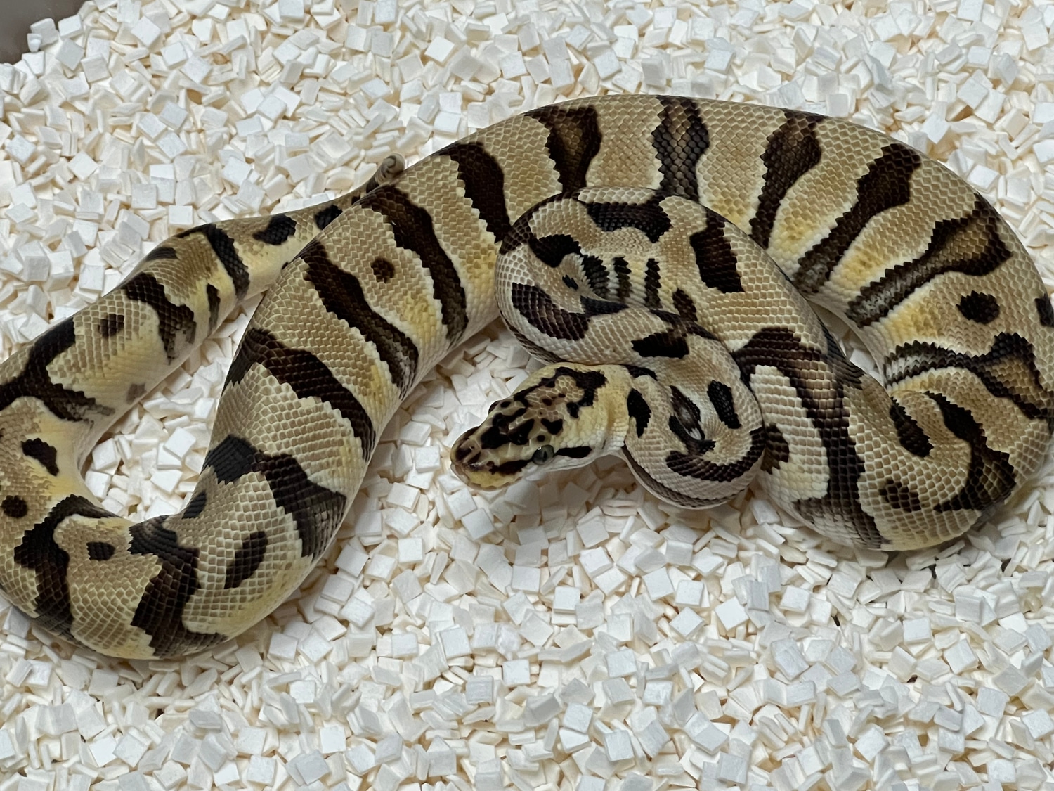 Pastel Enchi Crypton Het Desert Ghost Ball Python by Pro Herps ...