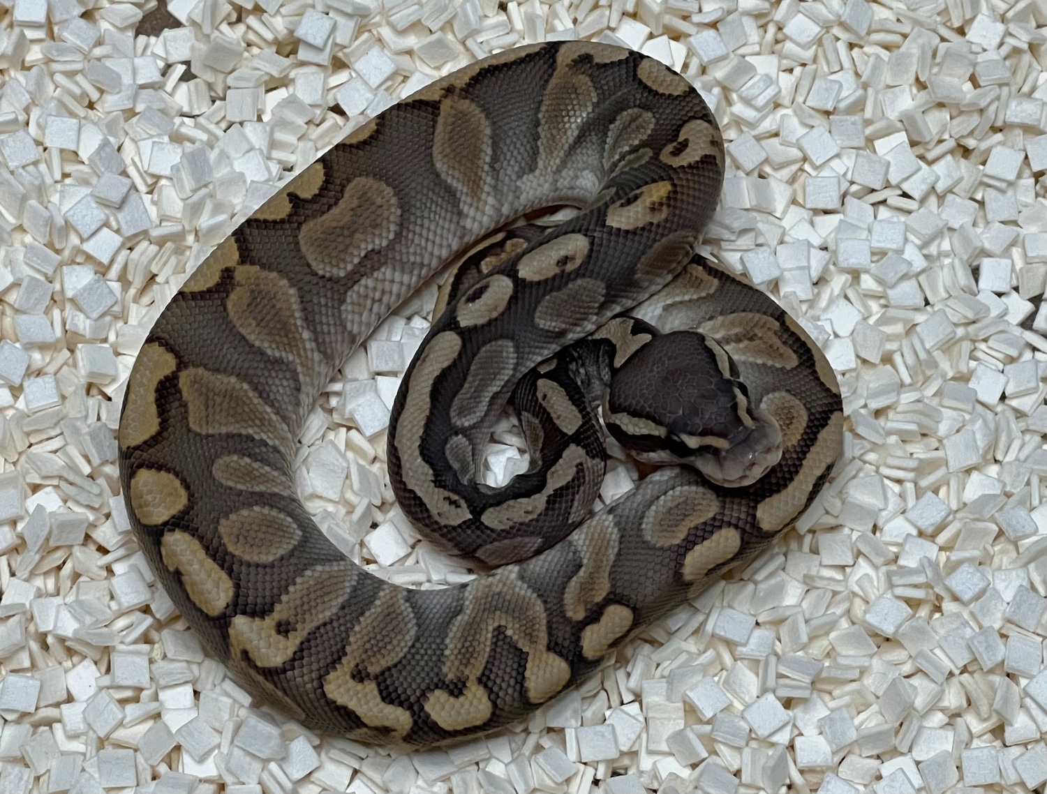 GHI Russo Hypo Het Clown Ball Python by Pro Herps - MorphMarket