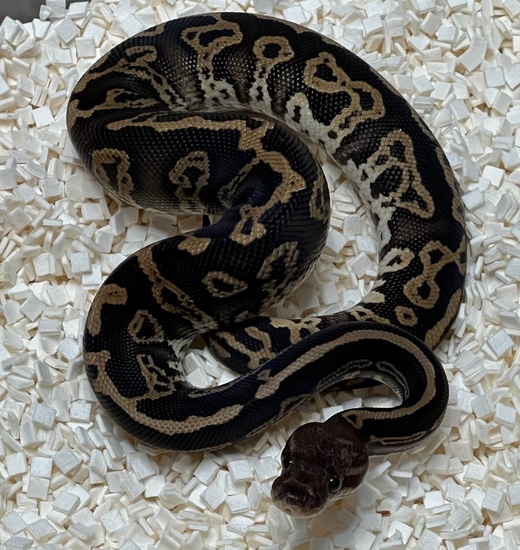 Cinnamon Confusion Ball Python by Pro Herps