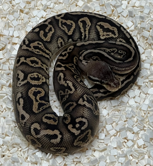 Pewter Confusion Ball Python by Pro Herps